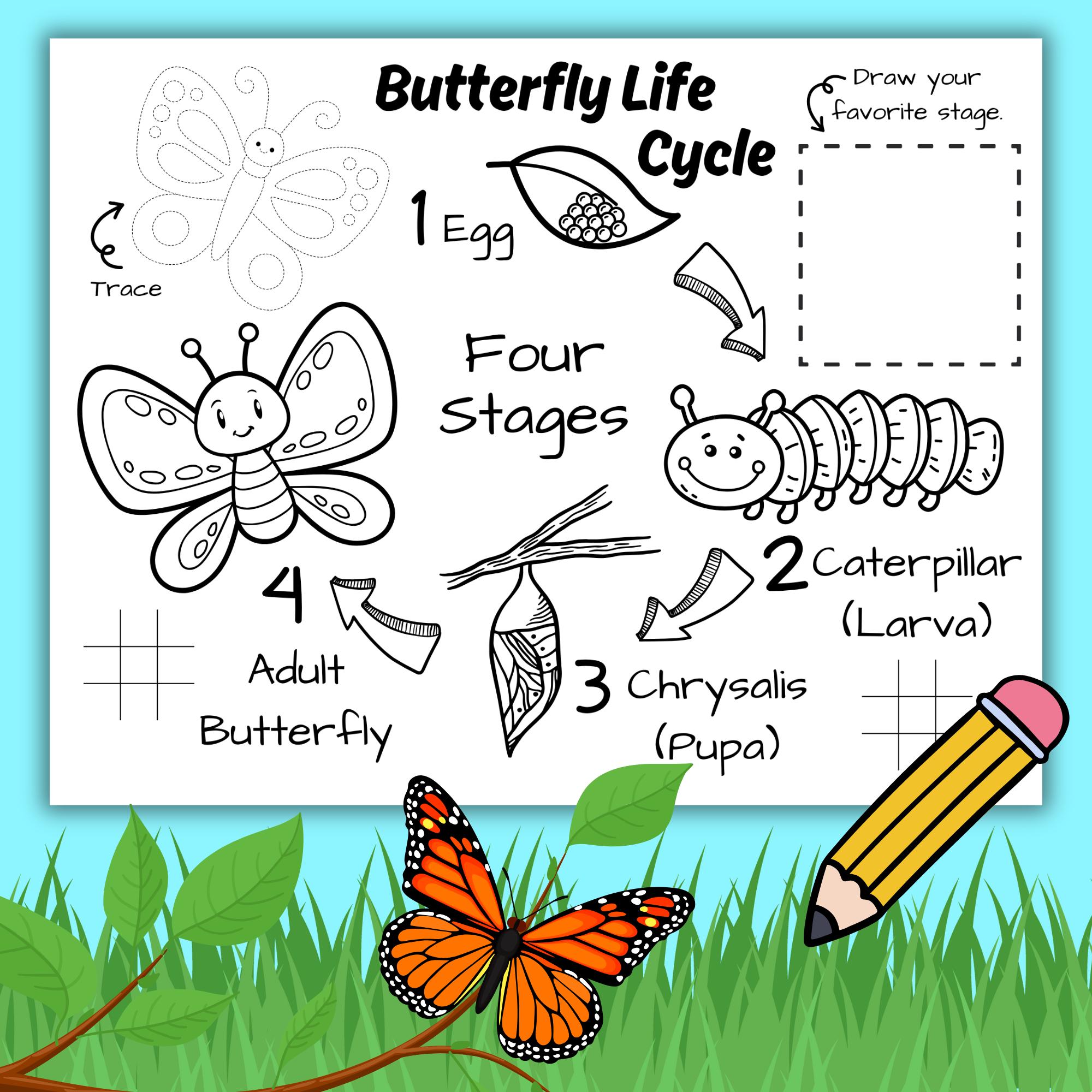 Butterfly Life Cycle Printable Activity Worksheet for Kids, the Life ...