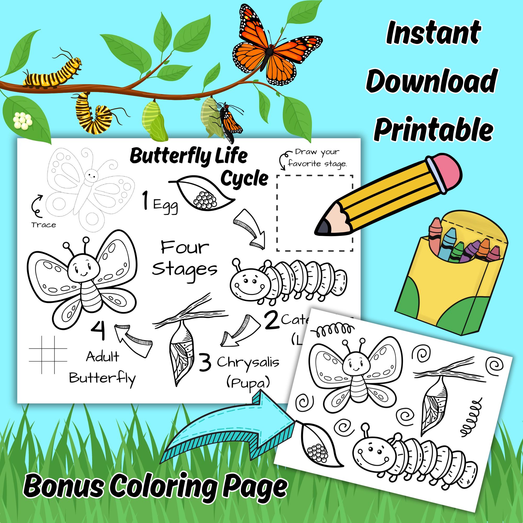Butterfly Life Cycle Printable Activity Worksheet for Kids, the Life ...