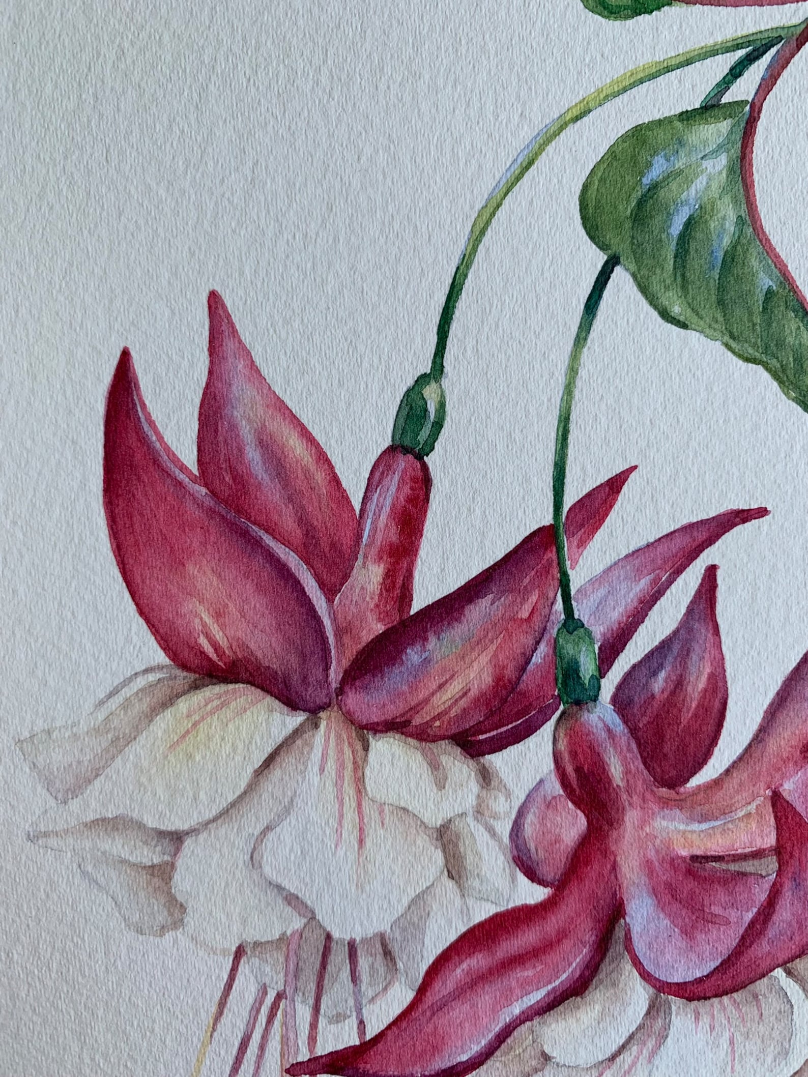 Original Watercolour Painting A5/ Fuchsia Flower/purple Flower/original ...