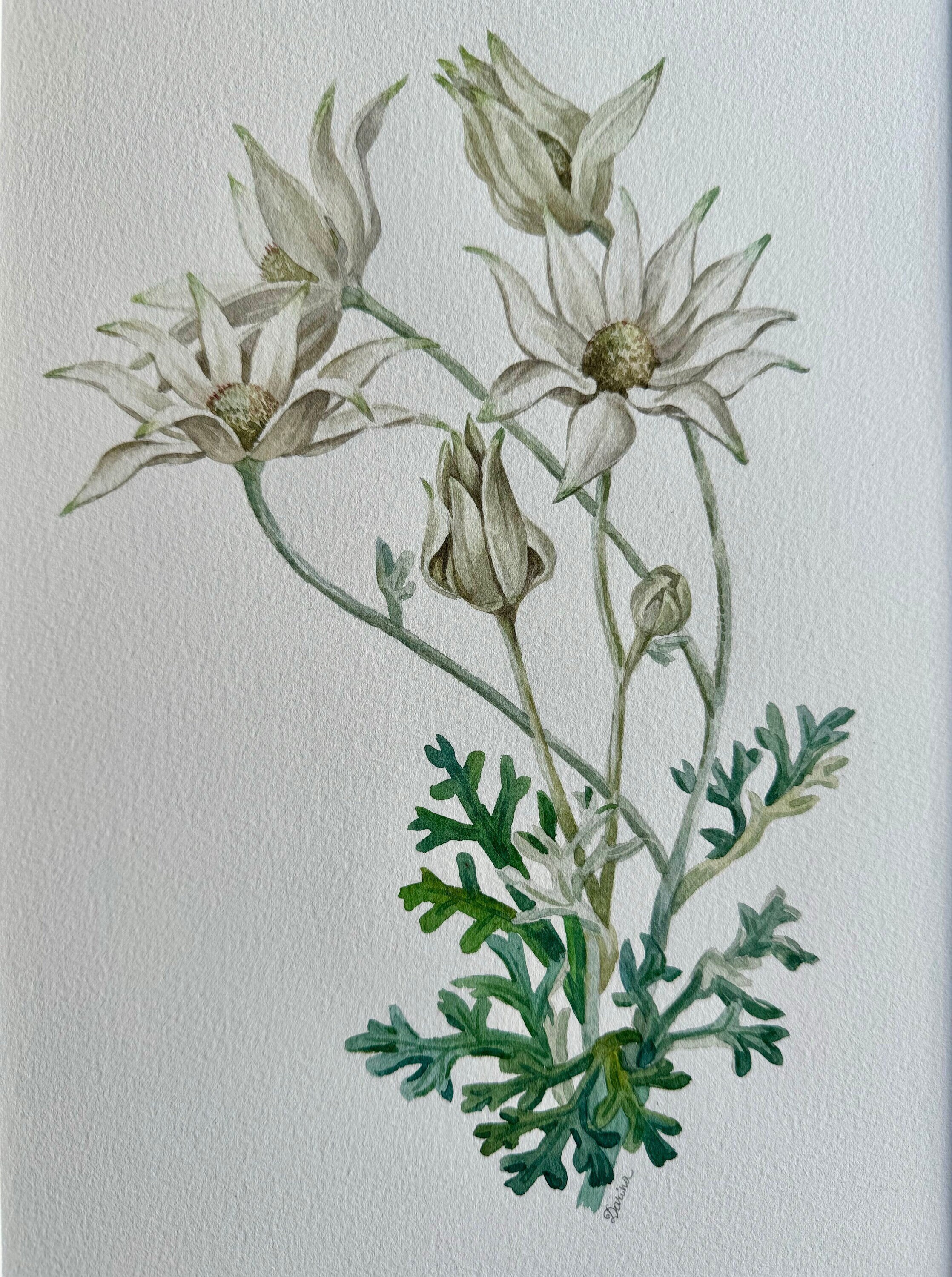 Original Watercolour Painting A4/ Flannel Flowers/australian Native Art ...