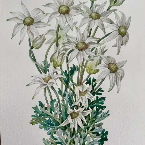 Original Australian Native Watercolour Painting - Etsy