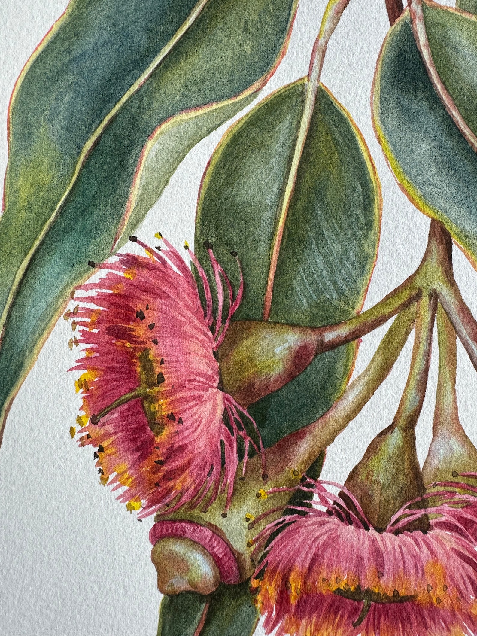 Original Watercolour Painting 9”x12”/pink Eucalyptus Flower/ Gumtree ...