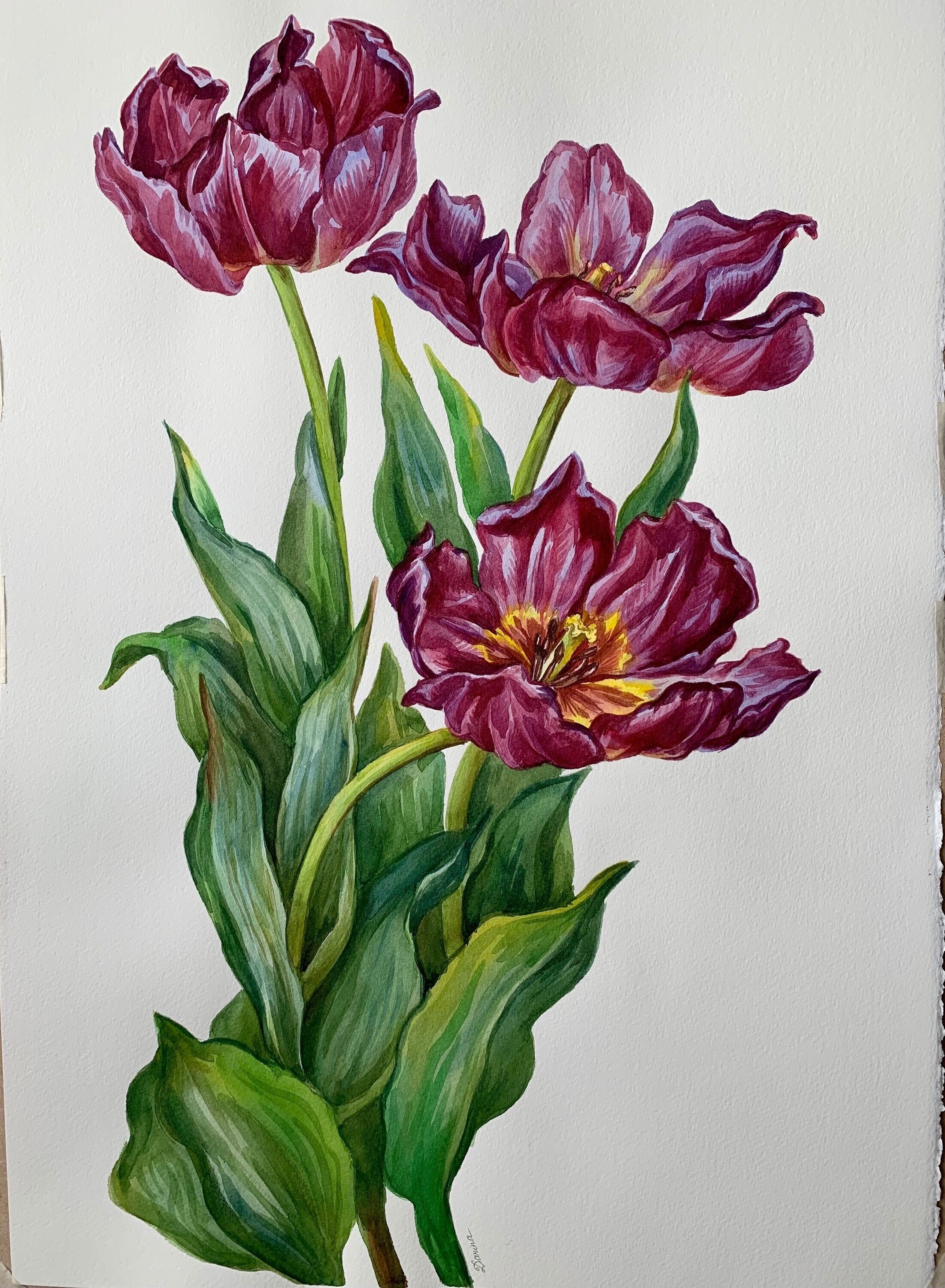 Original Watercolour Painting/purple Tulip Flowers/botanical ...