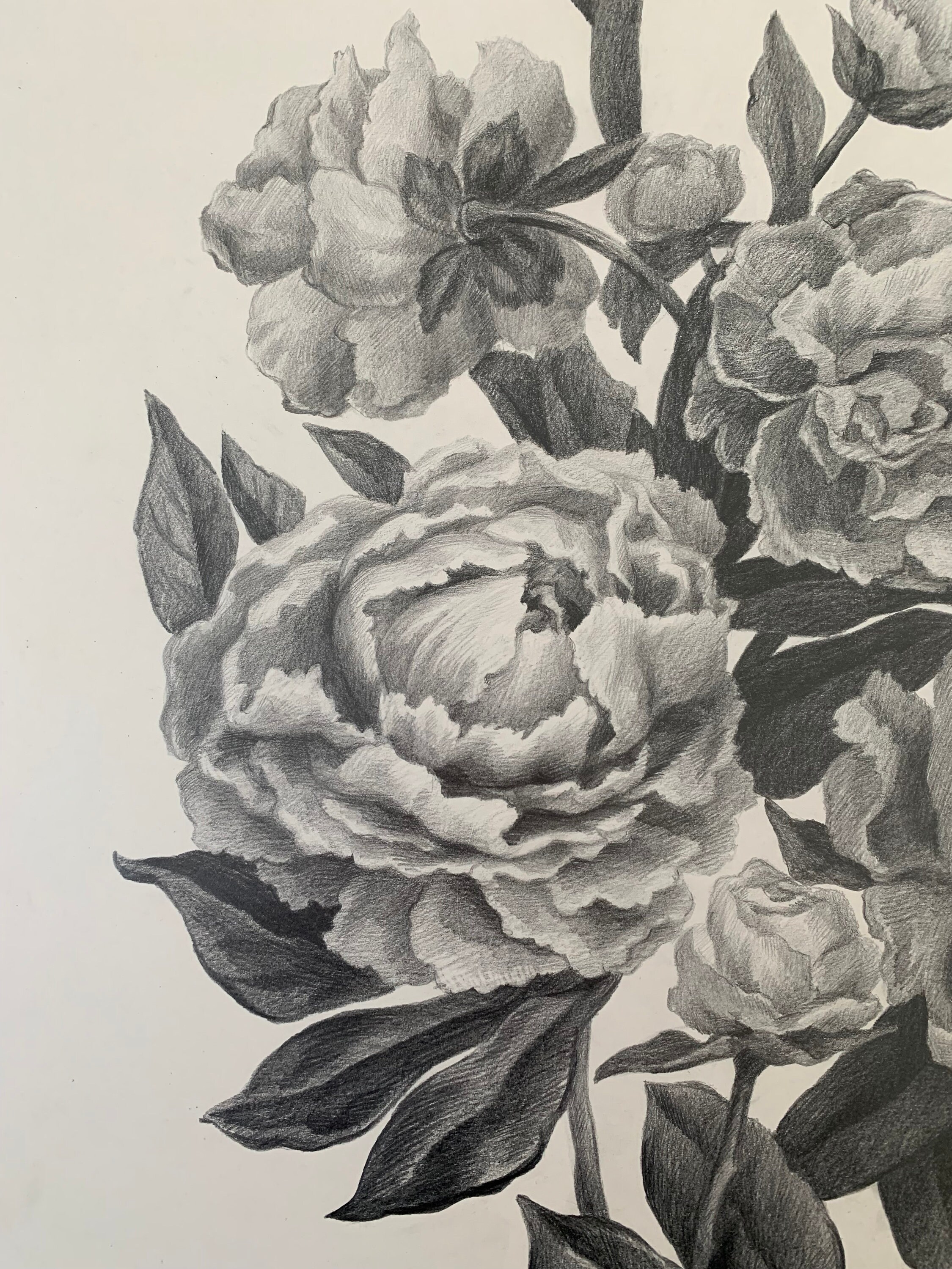 Original Pencil Drawing/ Peony Bouquet Graphic/ Peony Hand Drawing ...