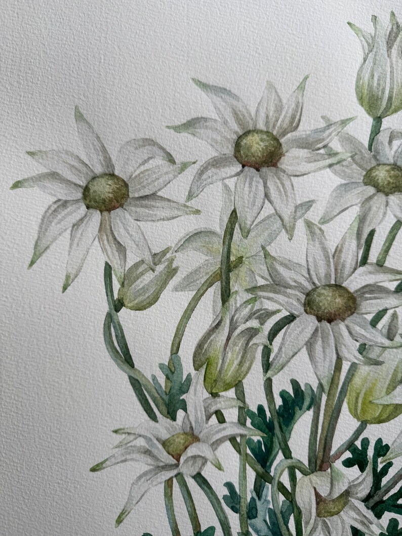 Original Watercolour Painting/australian Flannel Flowers 12x18 ...