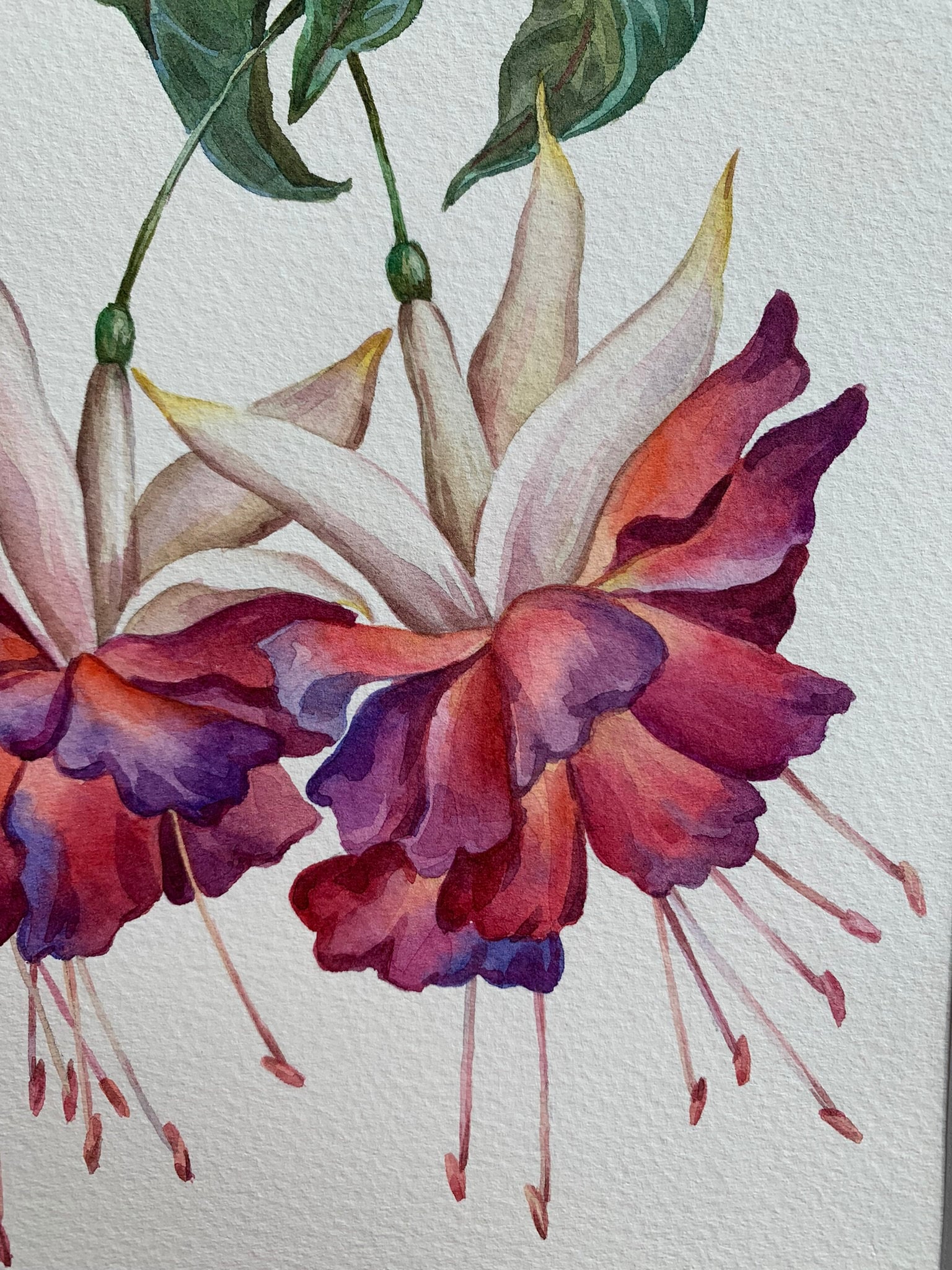 Original Watercolour Painting A5/ Fuchsia Flower/purple Flower/original ...