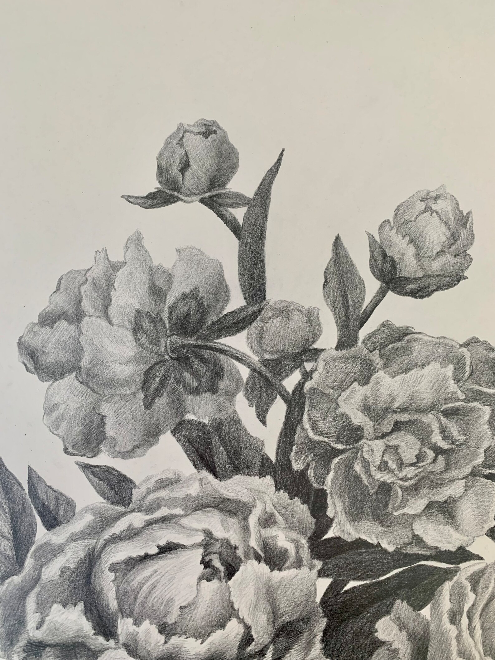 Original Pencil Drawing/ Peony Bouquet Graphic/ Peony Hand Drawing ...