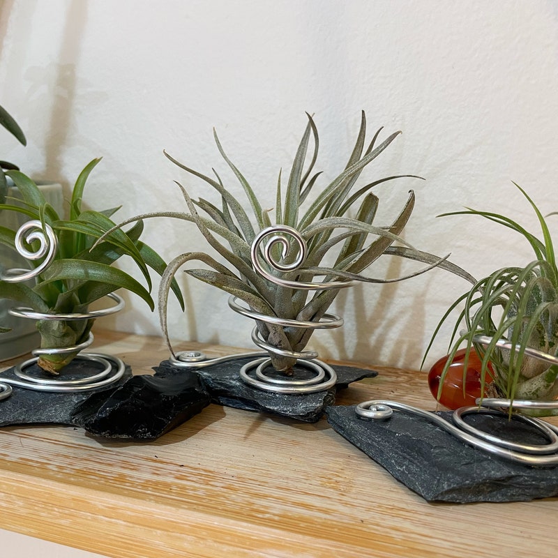 Airplant Stand - Etsy