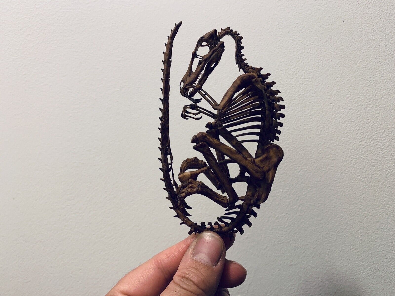Skeleton Replica of Velociraptor Fetus Under Globe - Etsy UK