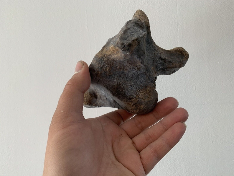 Titanoboa Cerrejonensis Vertebrae Vertebra Museum Quality Oddities ...