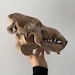 Skull of Daeodon Shoshonensis Museum Quality / Skull Replica Fossil - Etsy