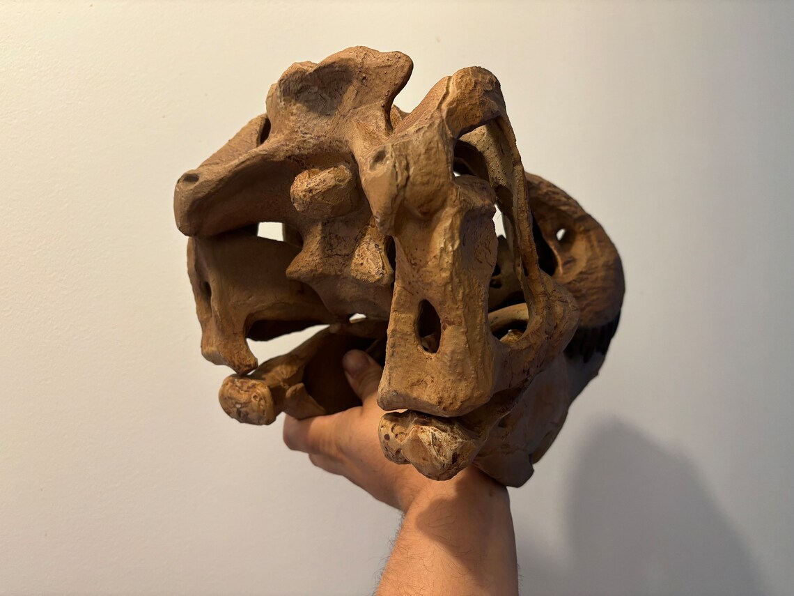 Dinosaur Skull of Tyrannosaurus T-rex Replica Dinosaur Fossil Skull - Etsy