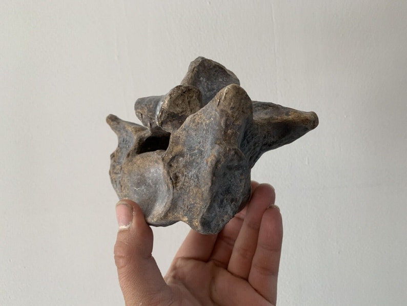 Titanoboa Cerrejonensis Vertebrae Vertebra Museum Quality Oddities ...