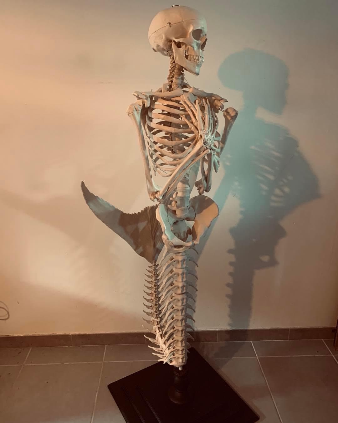 Life-size 1.50m Mermaid Skeleton Replica!!! - Etsy