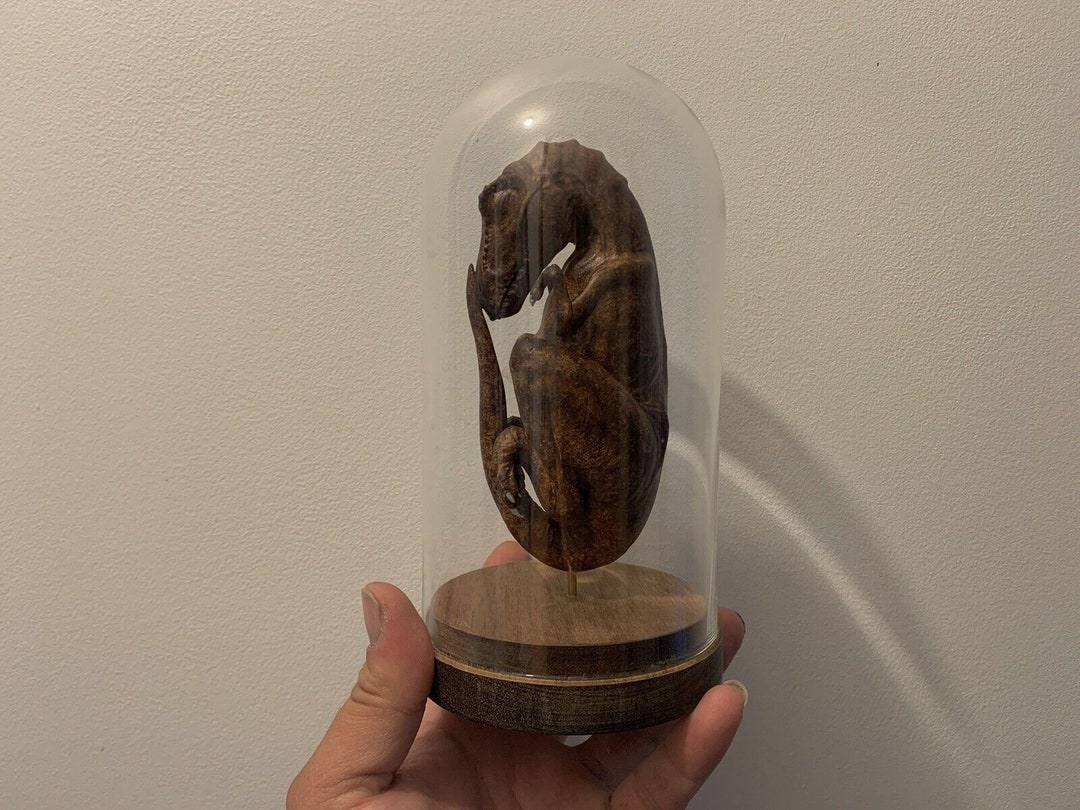 Fetus of T-rex Tyrannosaurus Rex Under 20 Cm Globe Dinosaur - Etsy