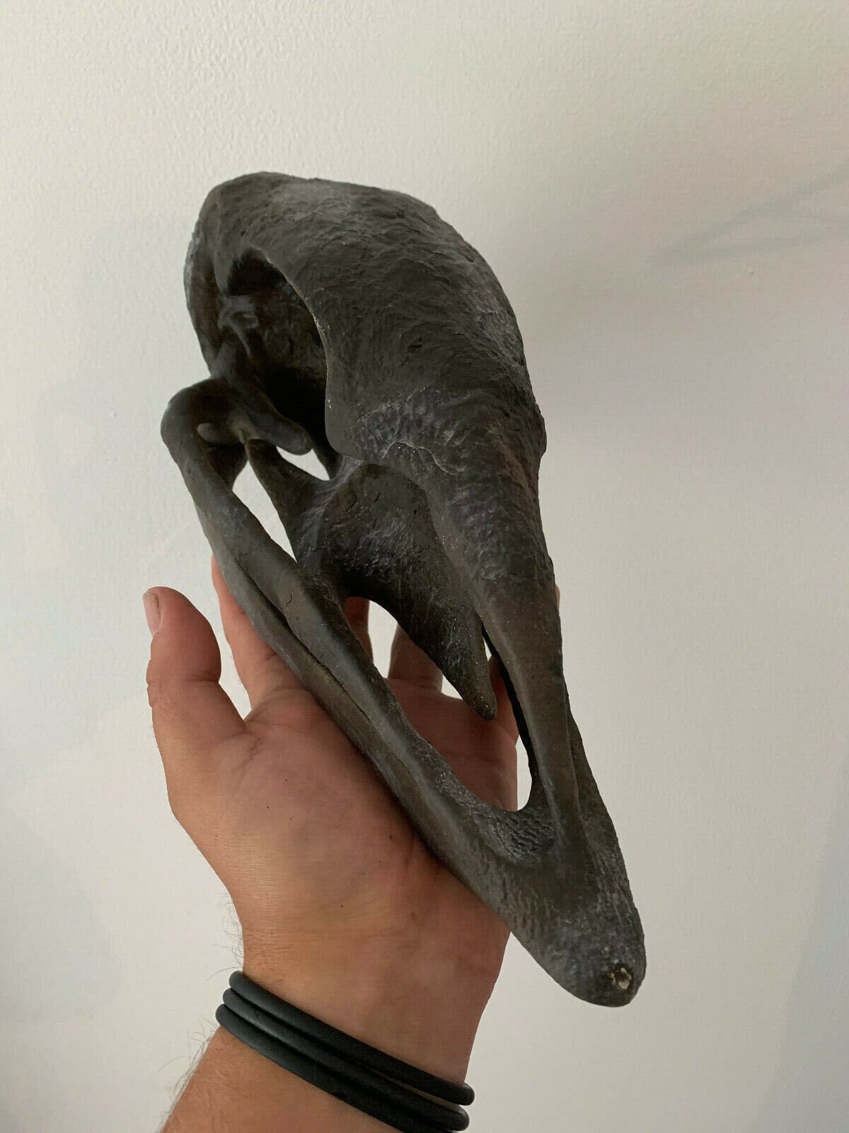 Elephant Bird Skull Aepyornis Maximus From Madagascar Museum Quality - Etsy