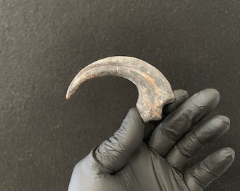 5 Inch Long Raptor Claw Replica 3d Printed - Etsy