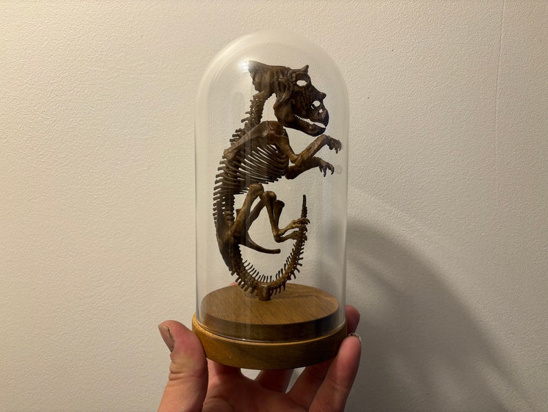 Triceratops Fetus Skeleton Replica Under Glass!! - Etsy
