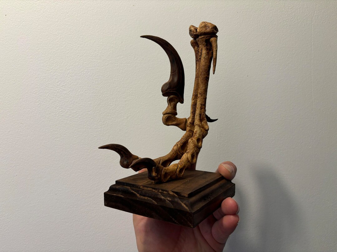 Velociraptor Replica Paw Claw Dinosaur Raptor Dinosaur Fossil Paw - Etsy UK