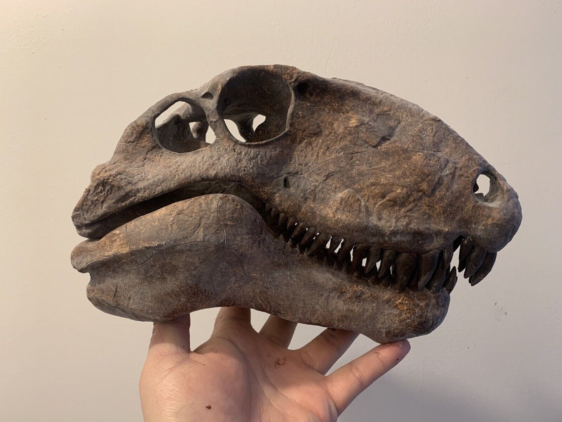 Dimetrodon Skull in Resin Replica Museum Quality Dinosaur Skull - Etsy