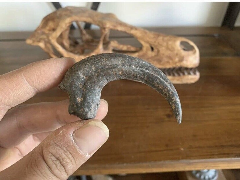 Realistic Velociraptor Claw Replica Frame - Etsy Australia