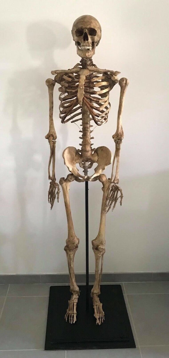 Real Life Skeleton Skeletal System And Skull Detail At A Body World