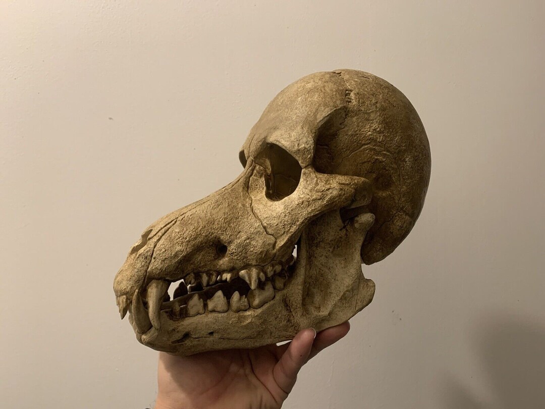 Replica of a Werewolf Skull / Oddities / Cabinet of Curiosities - Etsy