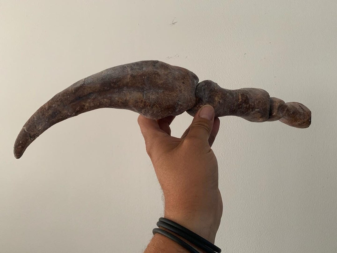 Spinosaurus Aegyptiacus Finger Dinosaur Replica Dinosaur Fossil Finger ...