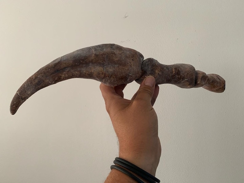 Spinosaurus Aegyptiacus Finger Dinosaur Replica Dinosaur Fossil Finger ...