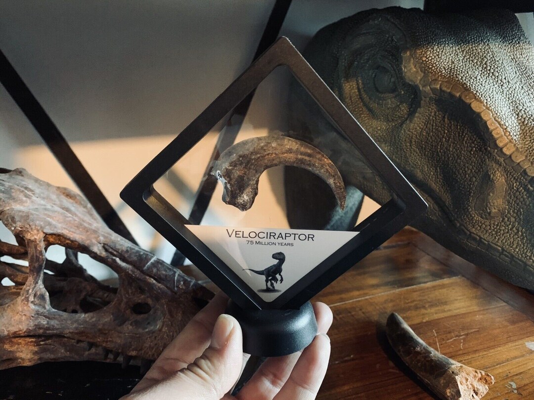 Realistic Velociraptor Claw Replica Frame - Etsy