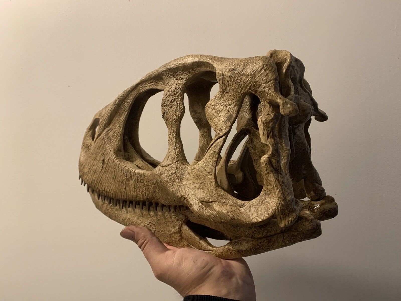 Replica Dinosaur Skull Rugops Primus 40 Cm Museum Quality - Etsy