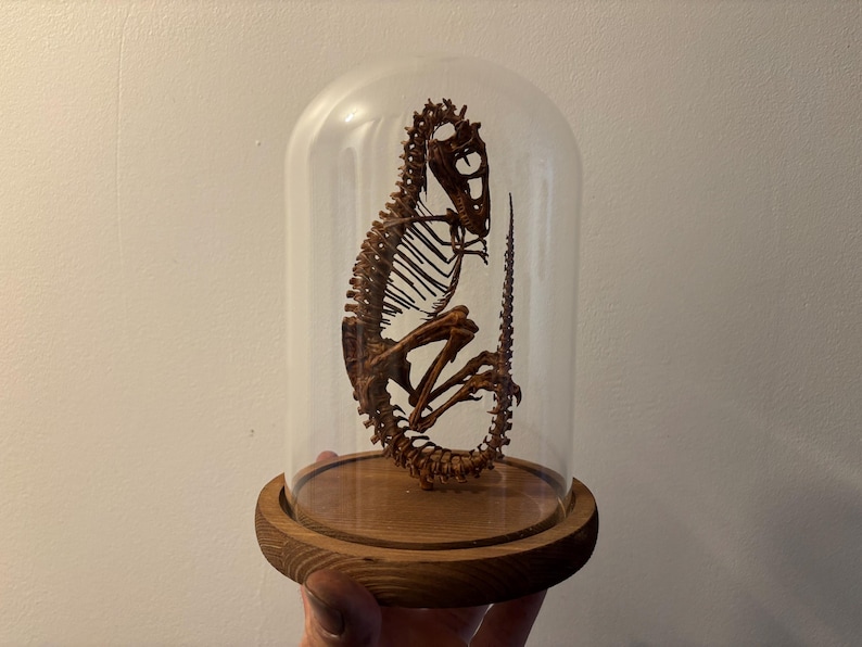 Replica Skeleton of a Tyrannosaurus Rex Fetus Under a Glass Dome - Etsy