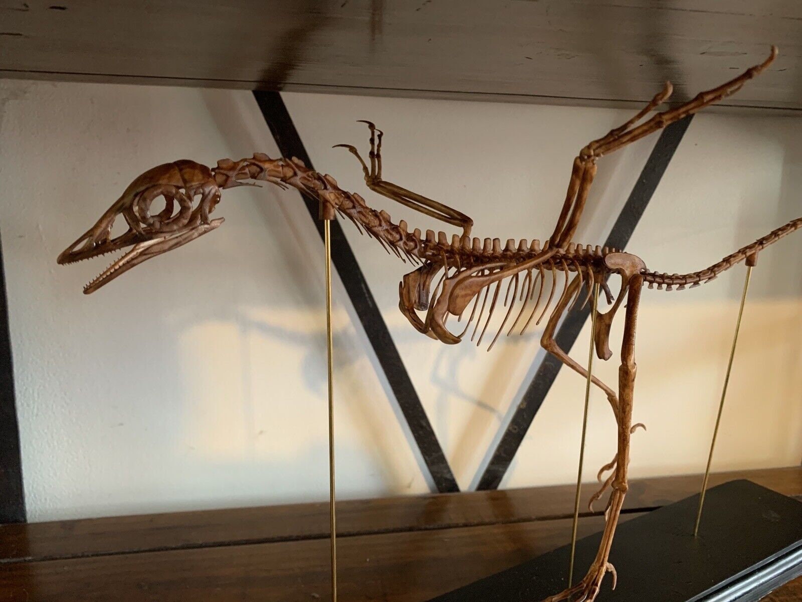 Archeopteryx Skeleton Replica, 60 Cm, Black Wooden Base - Etsy