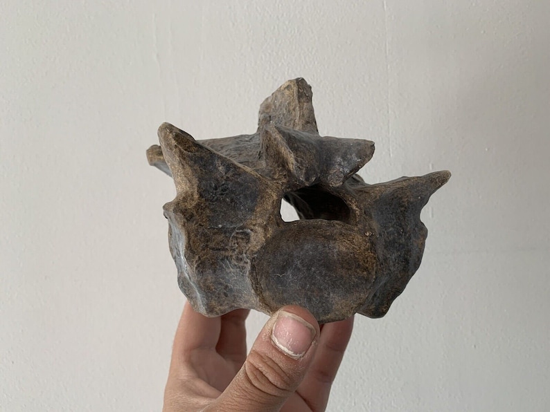 Titanoboa Cerrejonensis Vertebrae Vertebra Museum Quality Oddities ...