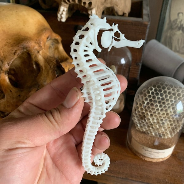 Seahorse Skeleton - Etsy