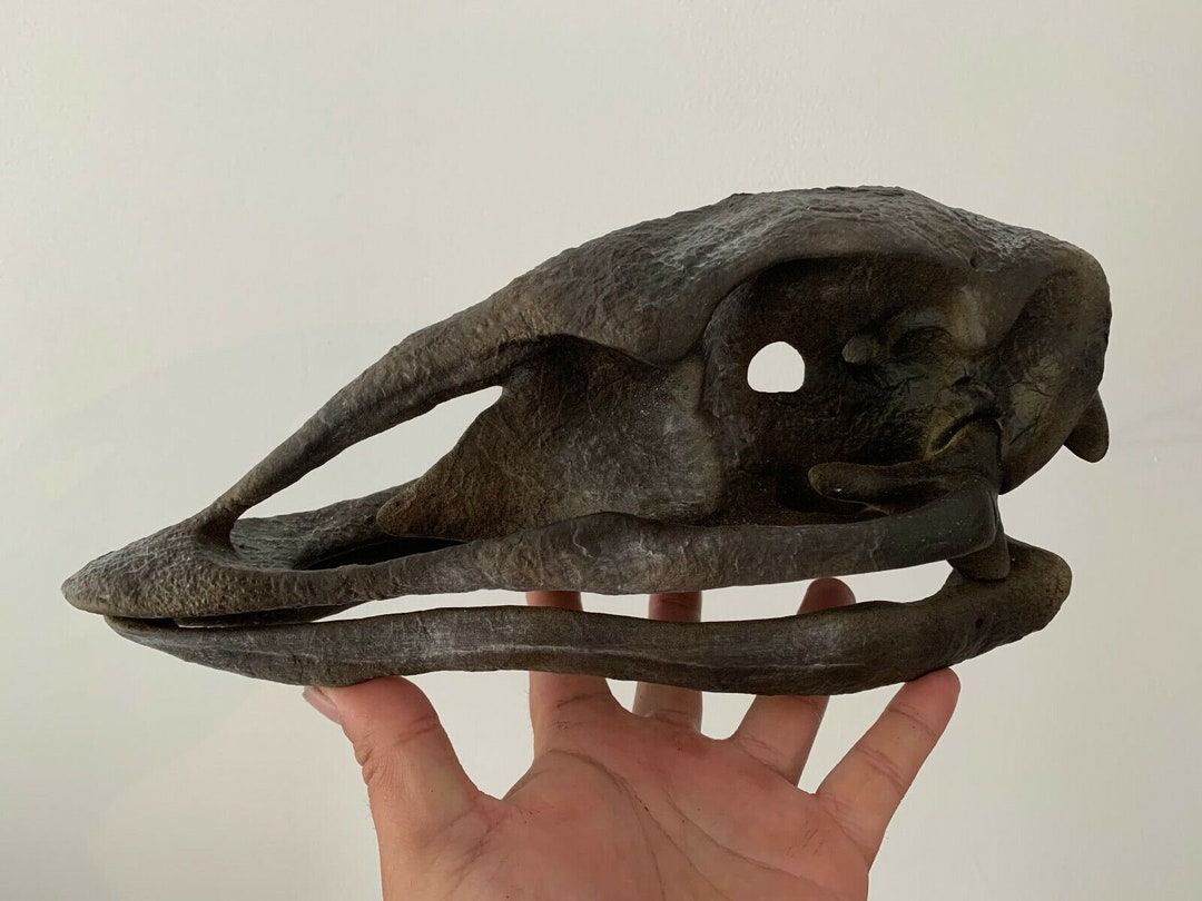 Elephant Bird Skull Aepyornis Maximus From Madagascar Museum Quality - Etsy