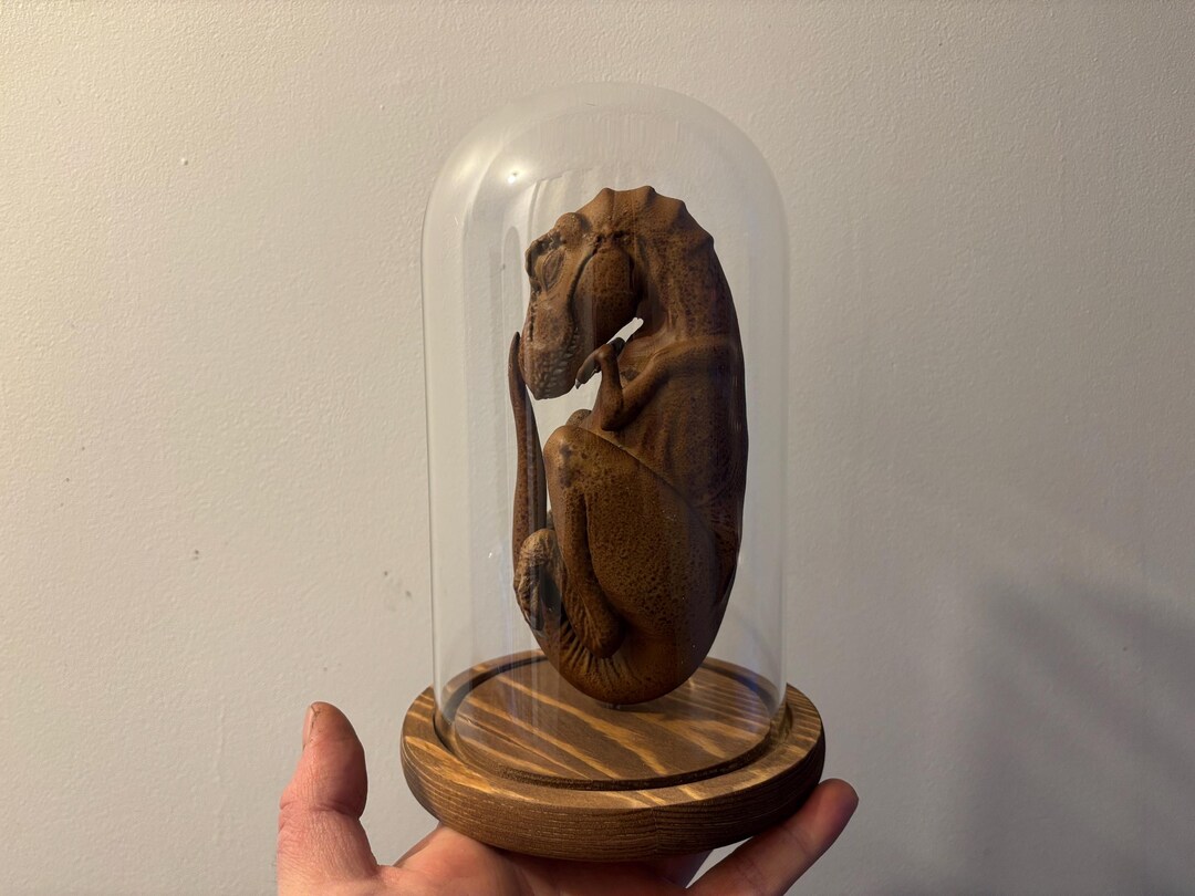 T-rex Fetus, Tyrannosaurus Rex, Under a 20cm Glass Dome. Dinosaur - Etsy