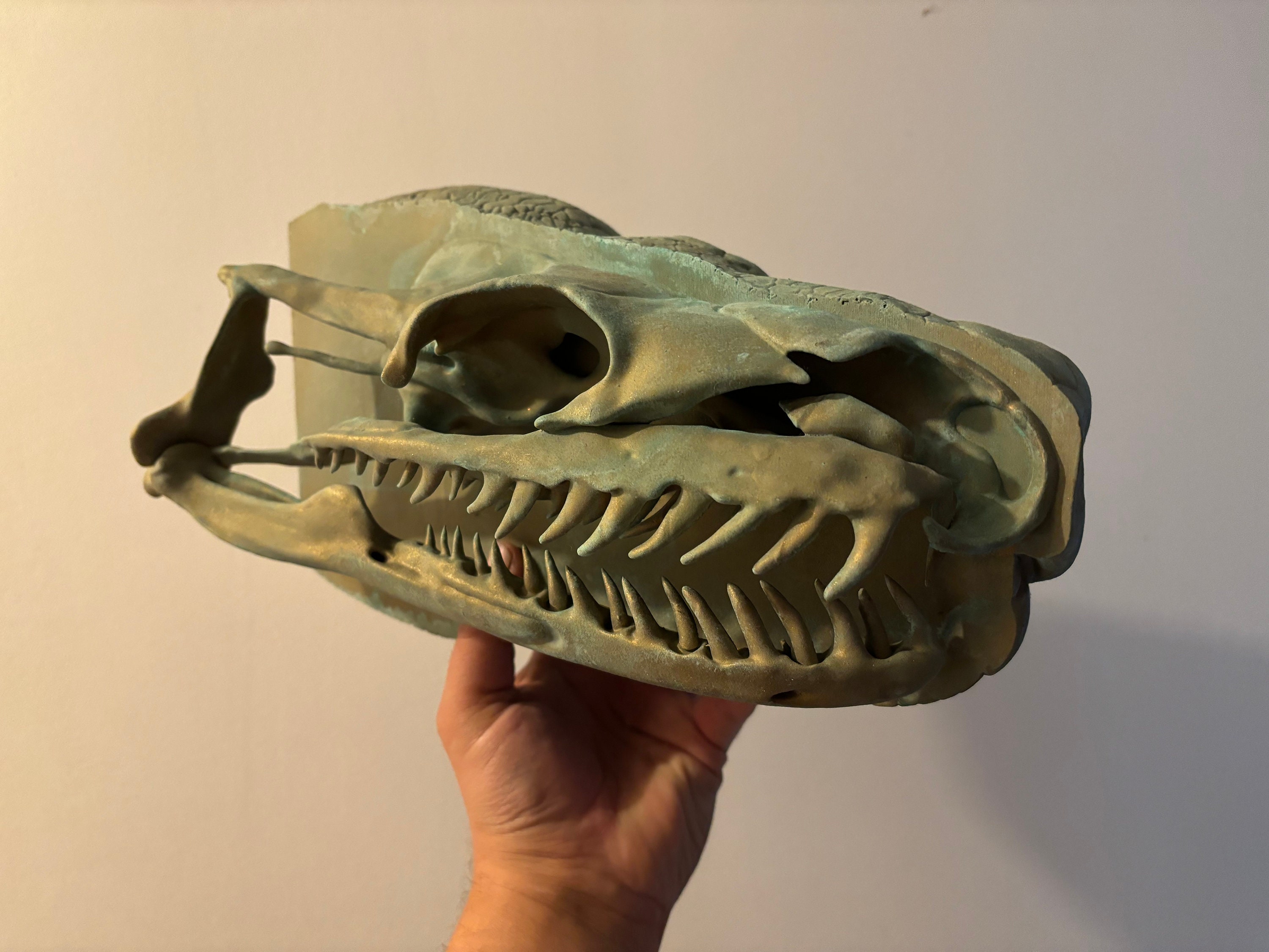 Titanoboa Skull