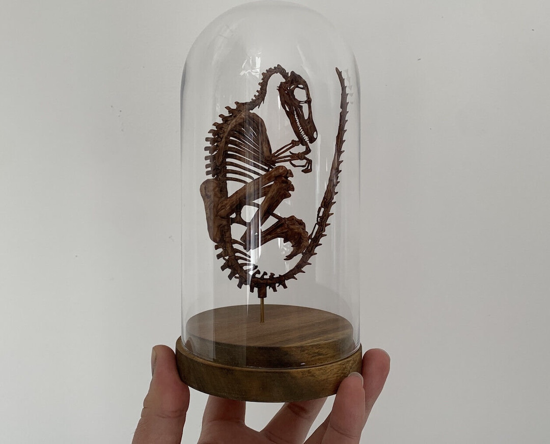 Velociraptor Fetus Skeleton Replica Under Globe - Etsy