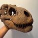 Dinosaur Skull of Tyrannosaurus T-rex Replica Dinosaur Fossil Skull - Etsy