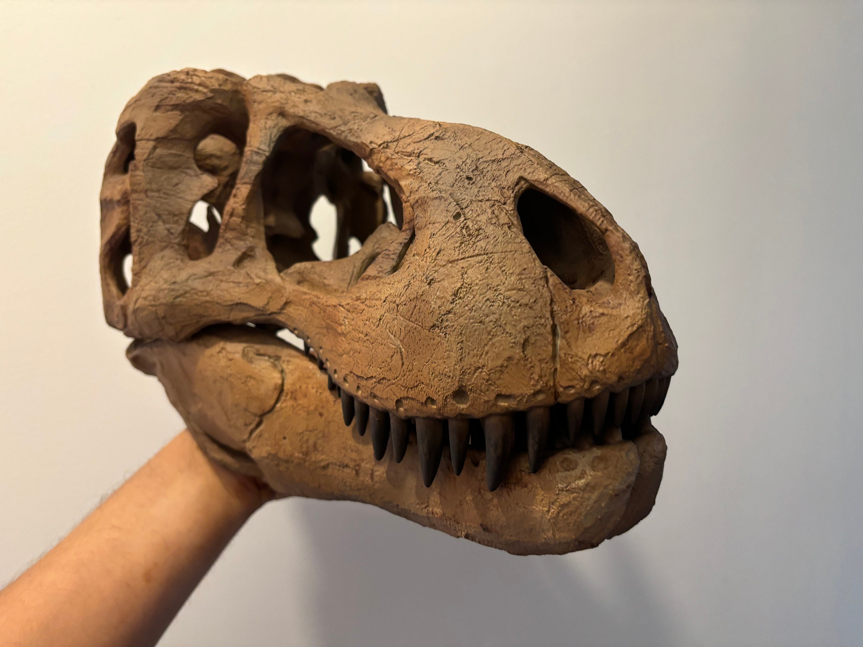 Dinosaur Skull of Tyrannosaurus T-rex Replica Dinosaur Fossil Skull - Etsy
