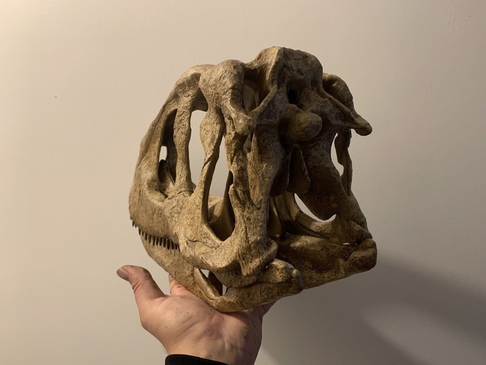 Replica Dinosaur Skull Rugops Primus 40 Cm Museum Quality - Etsy