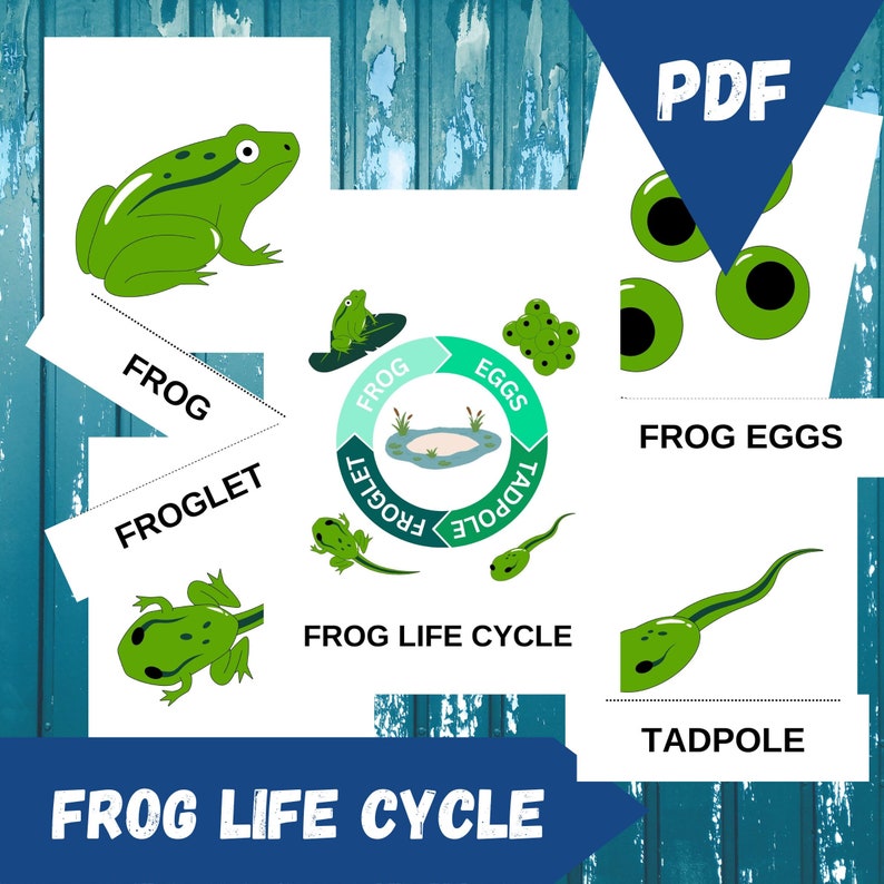 FROG LIFE Cycle • Editable Montessori Cards • Flash Cards Nomenclature ...