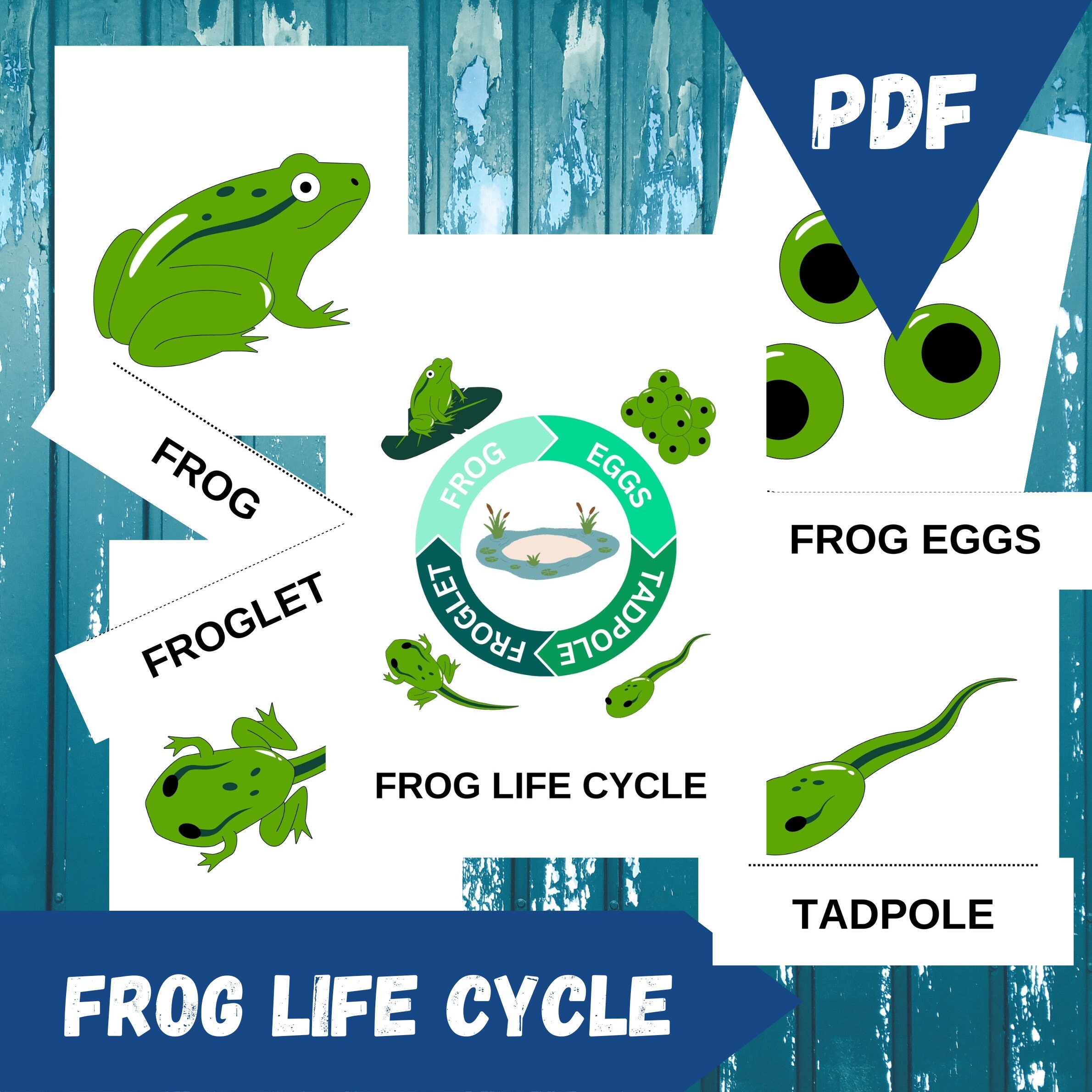 Frog Life Cycle Montessori Cards: Educational Printable (PDF) - Etsy