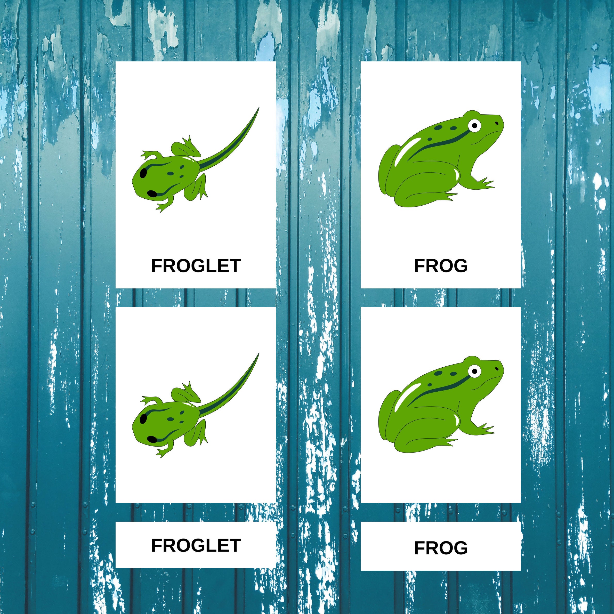 Life Cycle Of A Frog Printable Cards
