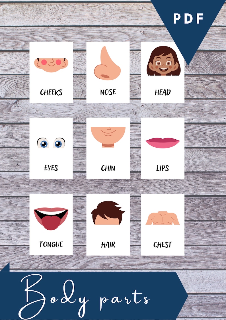 BODYPARTS FLASH CARDS • 54 Montessori Cards • Flash Cards Nomenclature ...