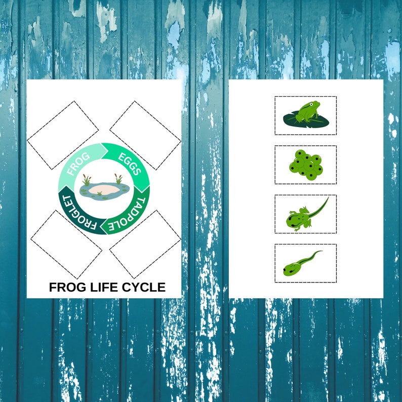 Buy Frog Life Cycle Montessori Cards: Educational Printable (PDF ...