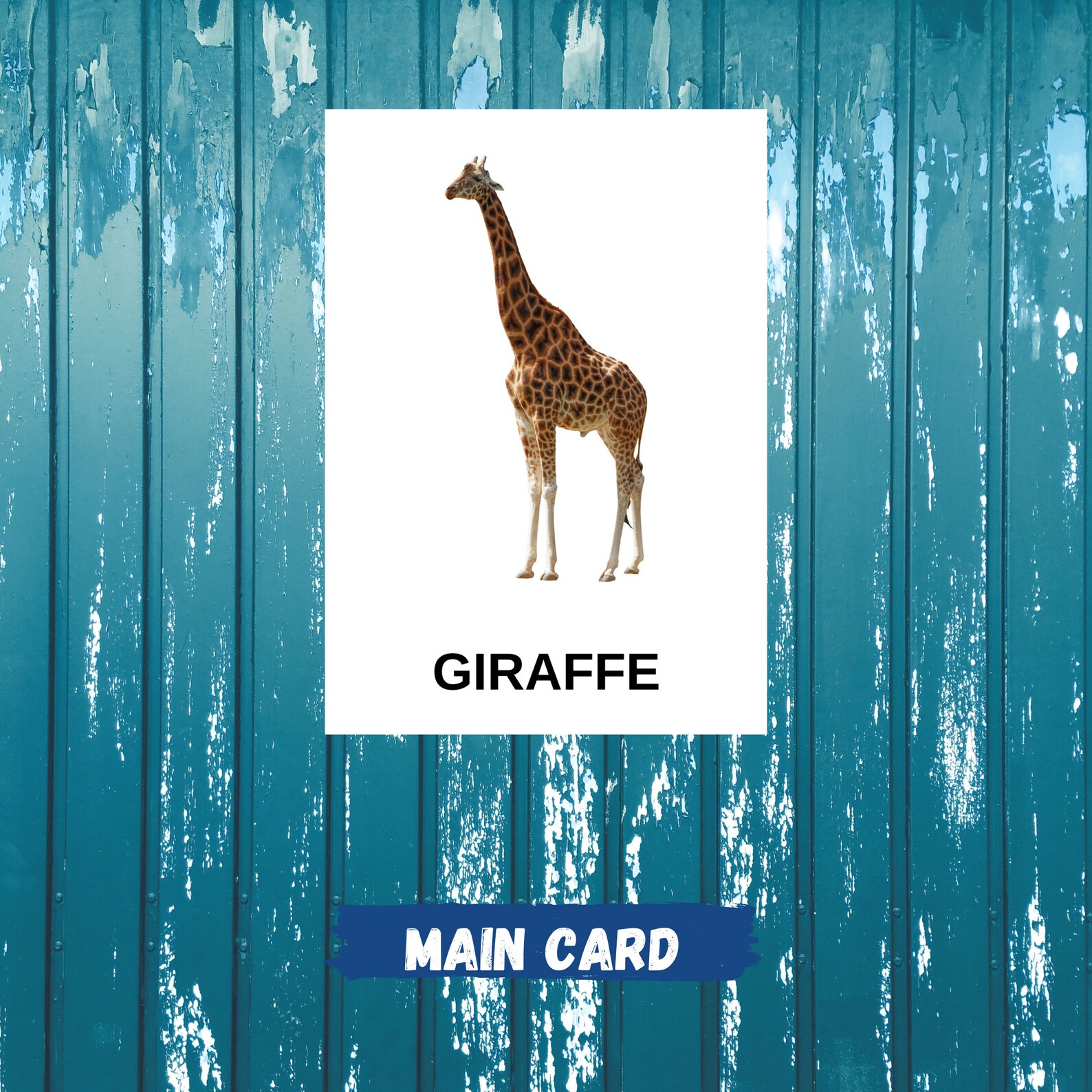 RIDDLES 60 Editable Montessori Cards Riddles Matching Cards Flashcards ...