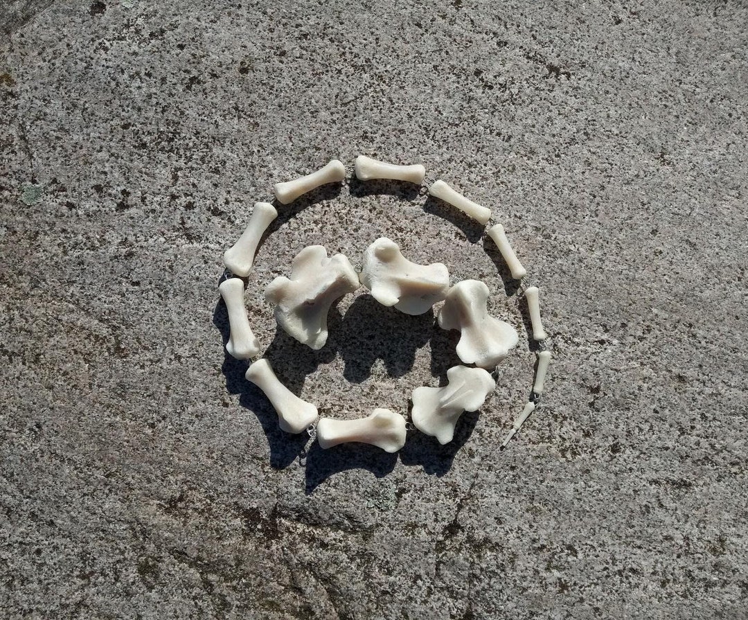Cow Tail Bones - Etsy