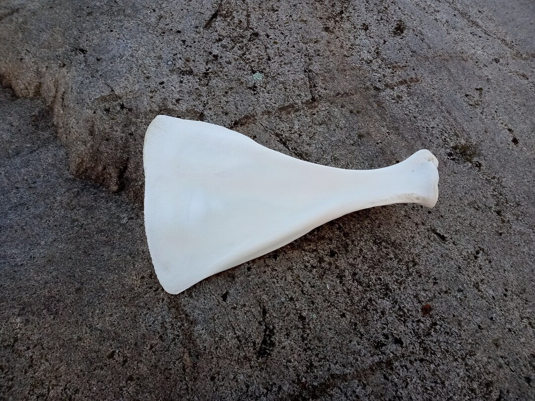 Moose Scapula - Etsy